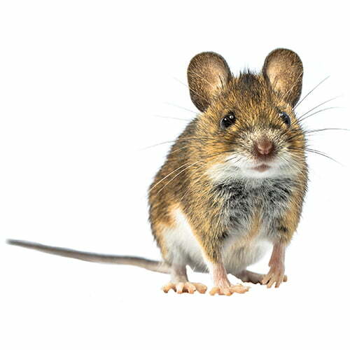 Muizen bestrijden - Budget Ongediertebestrijding